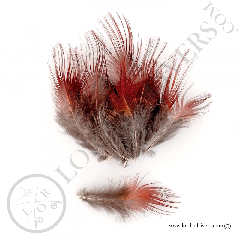 Golden pheasant Complete Head Crest feathers Lords of Rivers