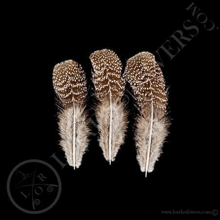 Back Feathers Grey Peacock Pheasant Lords Of Rivers