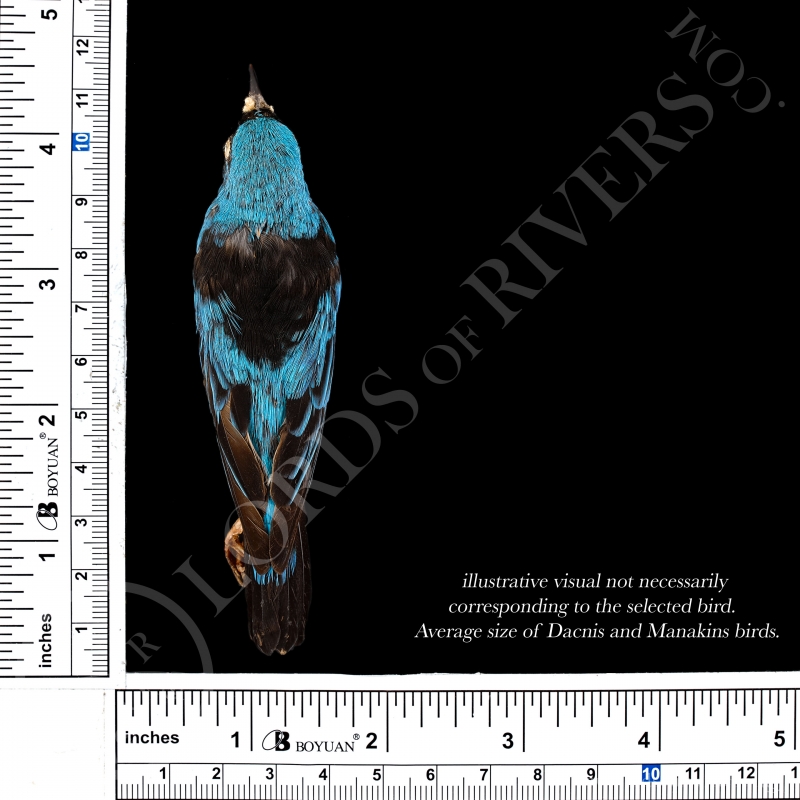 Manakin Auréole - Full Skin - Lords Of Rivers