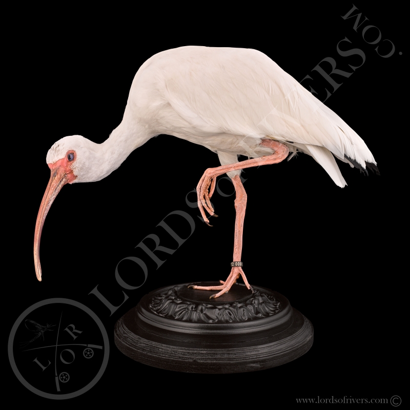 Blue-crowned Hanging Parrot - Taxidermy - Lords Of Rivers