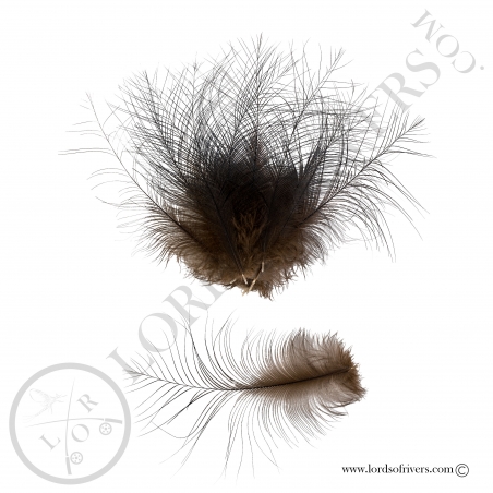 Victoria Crowned Pigeon - Body Feathers - Lords Of Rivers