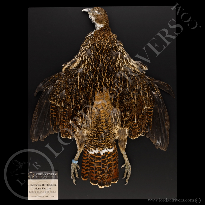 Monal-Impeyan Pheasant Female - Full Skin - Lords Of Rivers