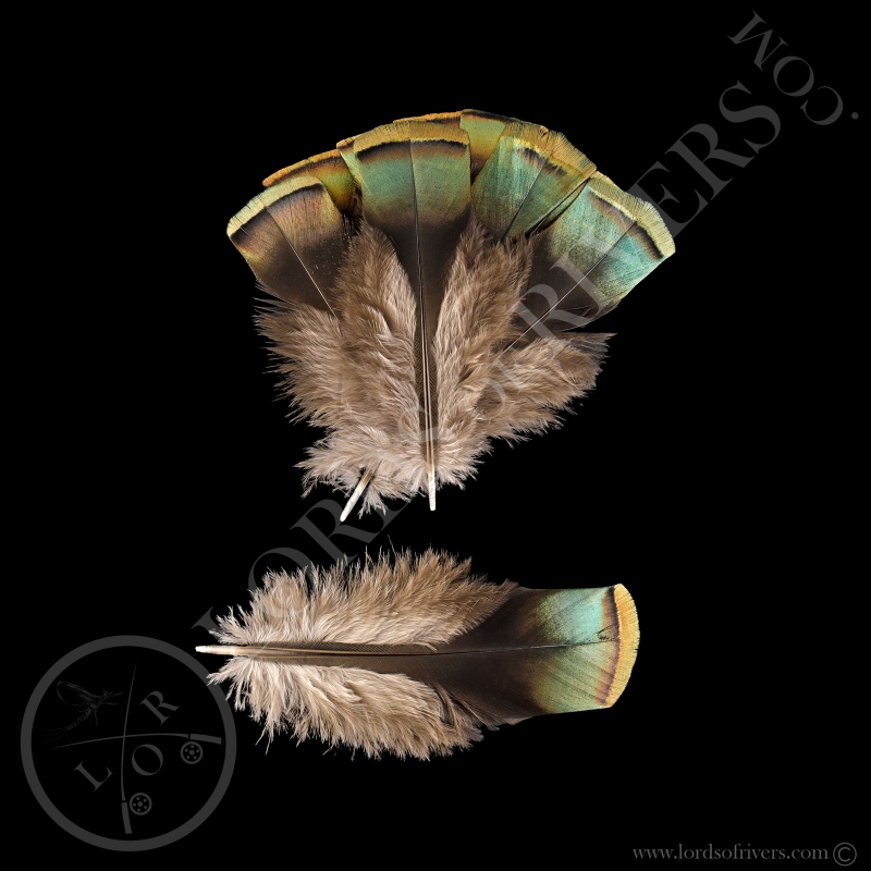 Copper Shoulder Feathers Batch Ocellated Turkey Lords Of Rivers