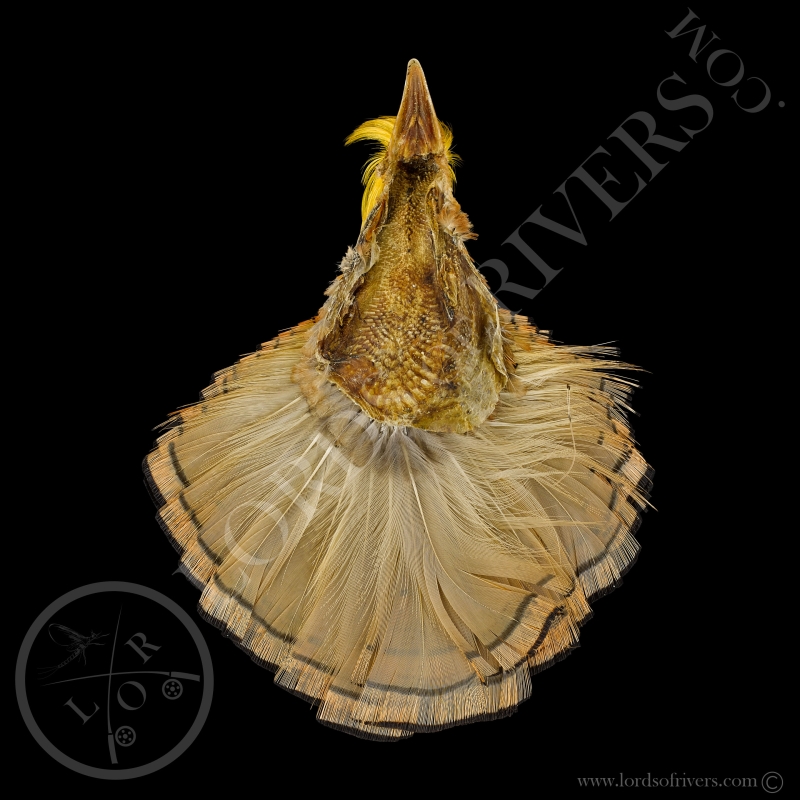 Golden pheasant Premium Whole Tippets feathers Lords of Rivers