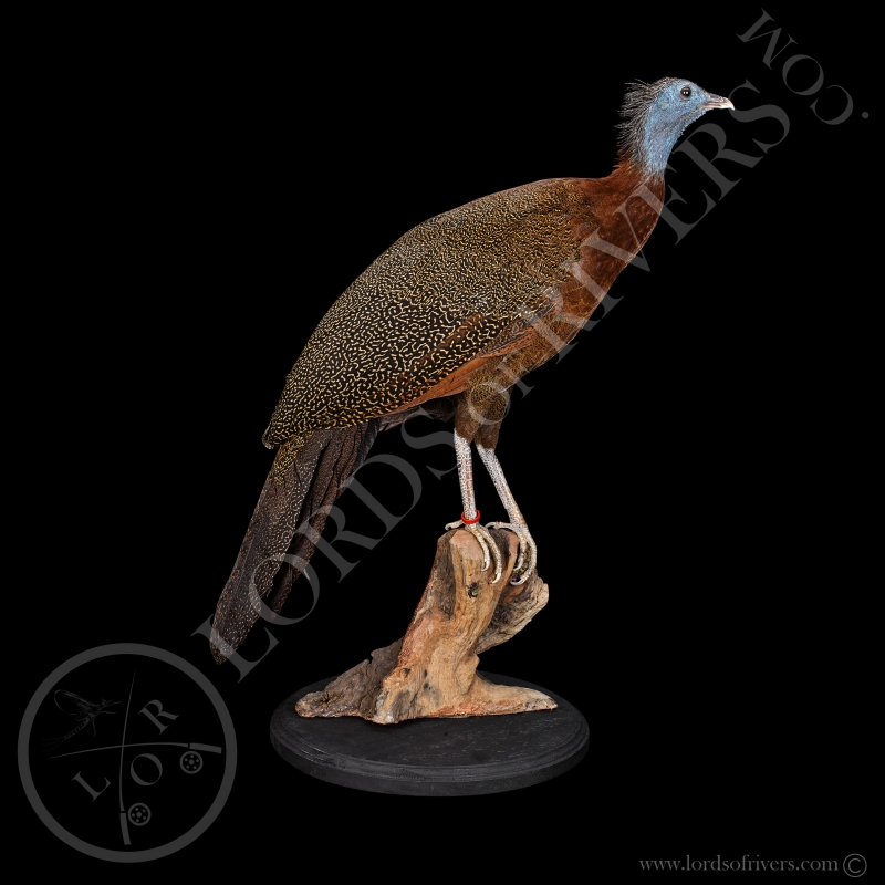 Great Argus Female - Taxidermy - Lords Of Rivers