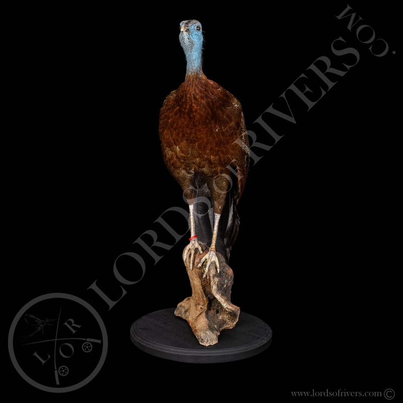 Great Argus Female - Taxidermy - Lords Of Rivers