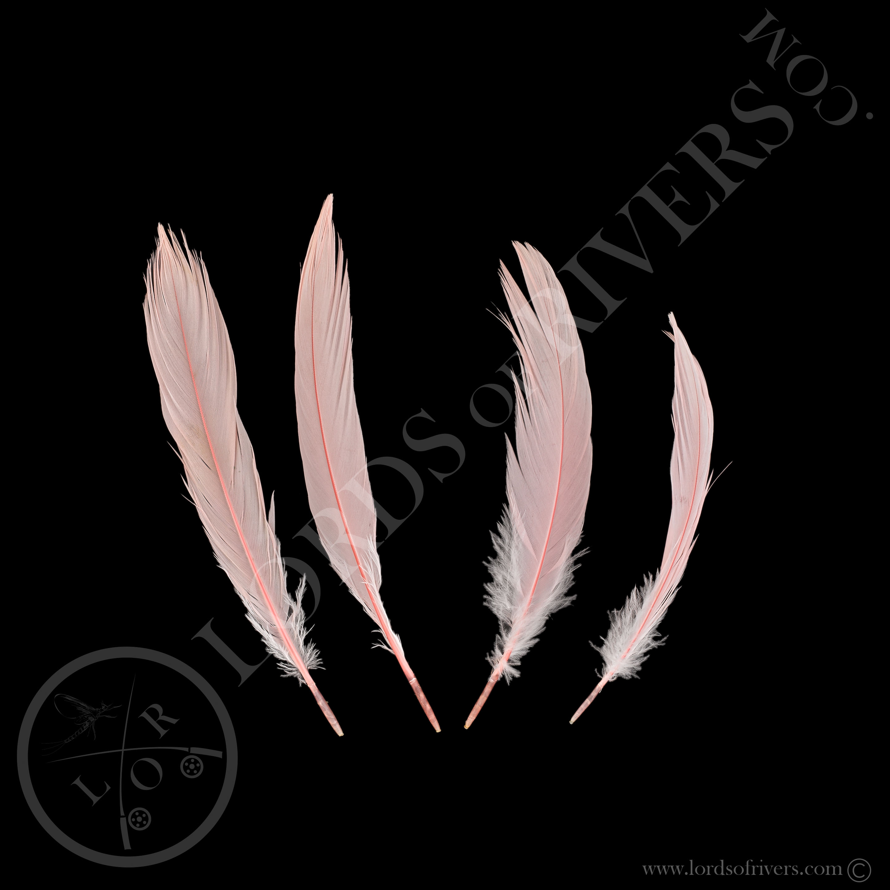 Roseate Spoonbill set of 4 Body Feathers Lords Of Rivers